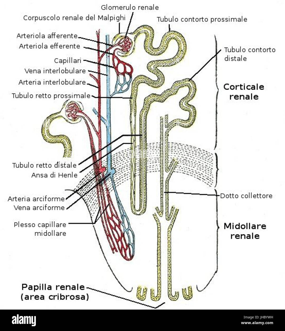 Kidney Nephron Labeled Diagram