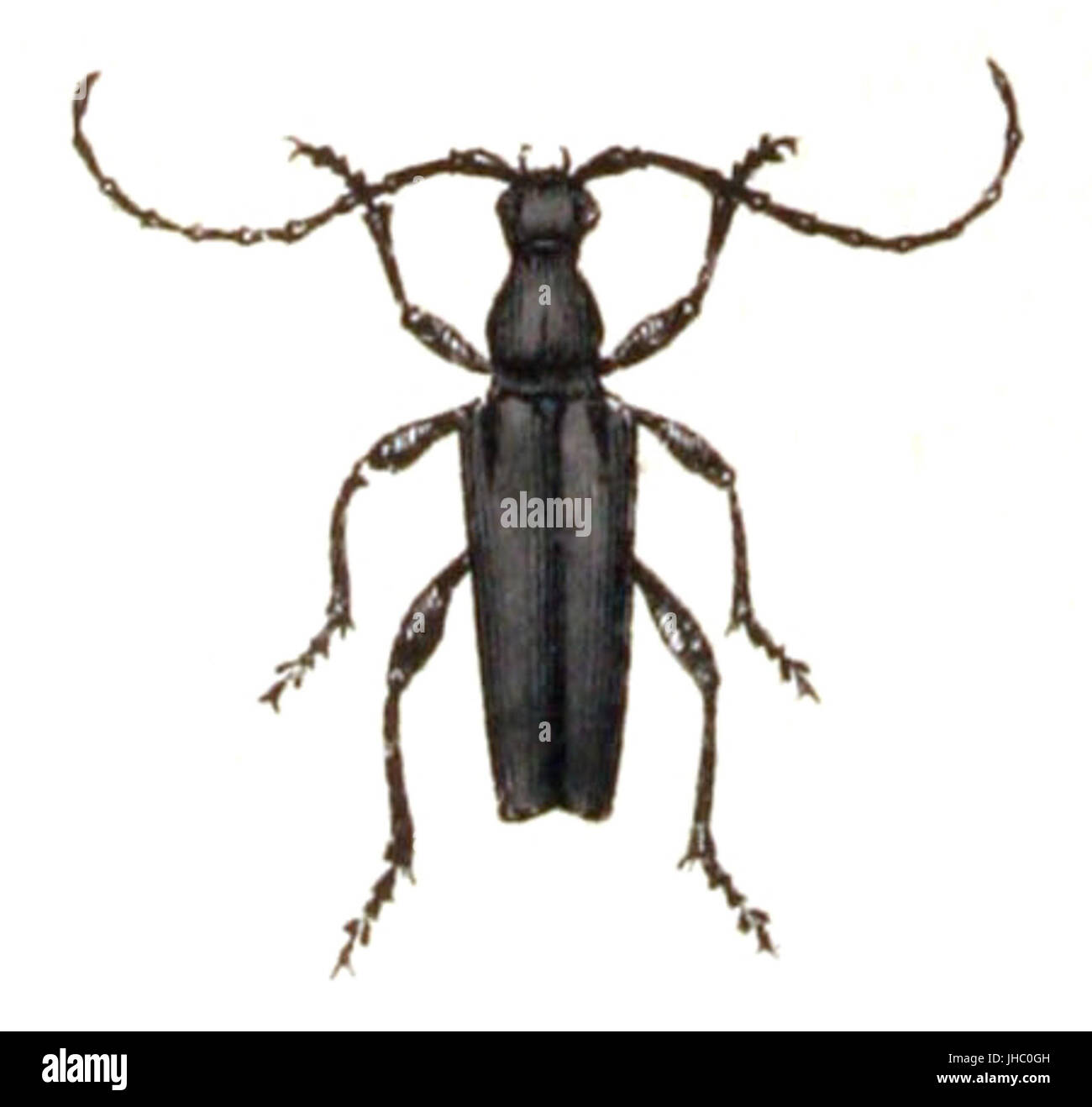 Leptura aethiops leptura aethiops hi-res stock photography and images ...