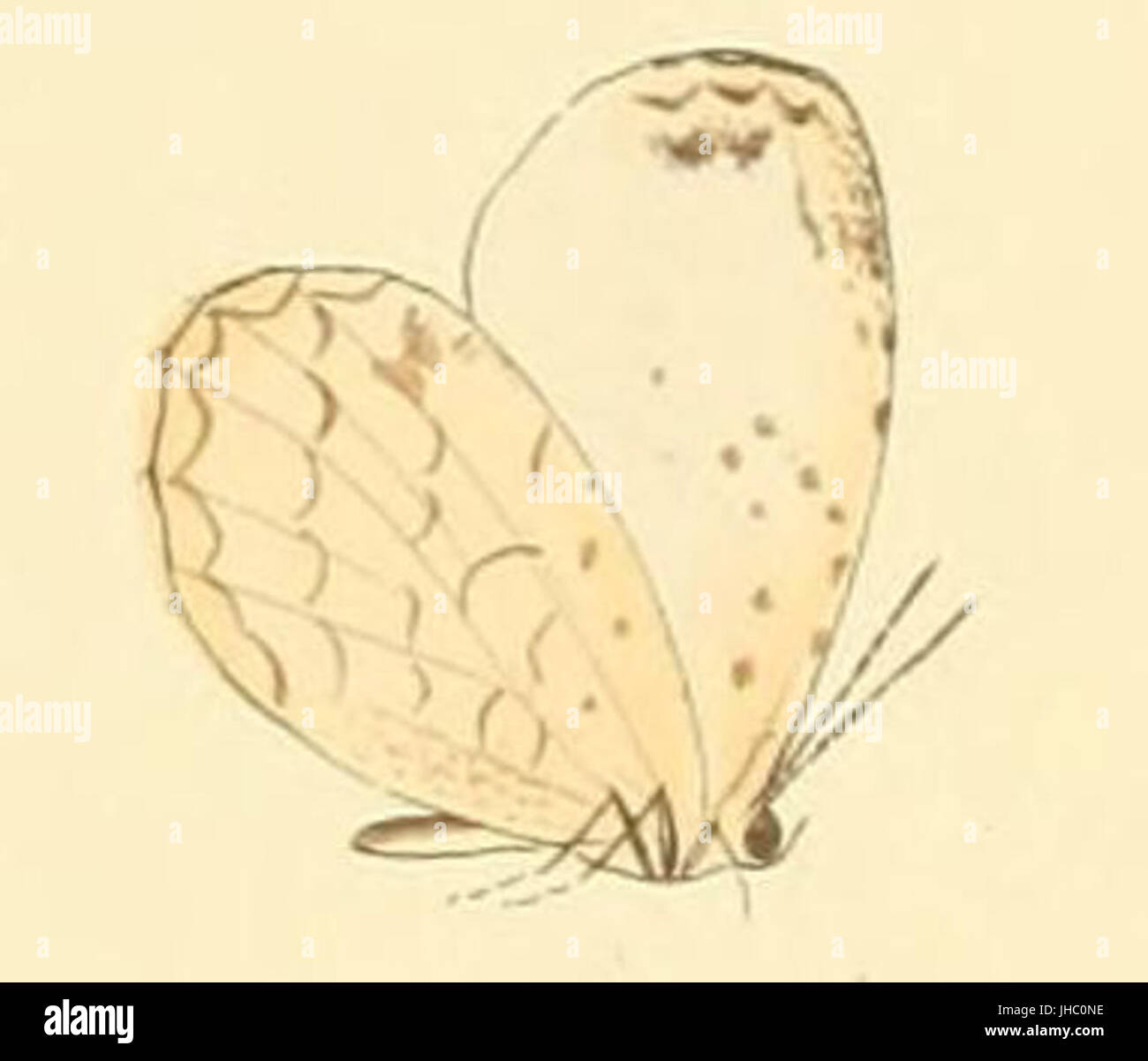 Undularis hi-res stock photography and images - Alamy