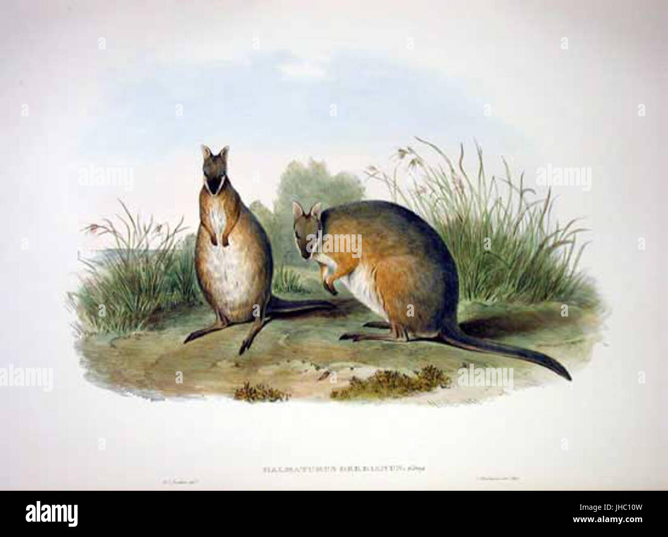 Macropus eugenii Gould Stock Photo - Alamy