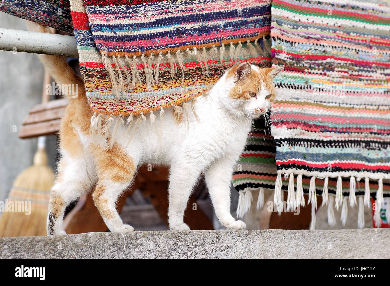 Ginger cat vector hi-res stock photography and images - Alamy