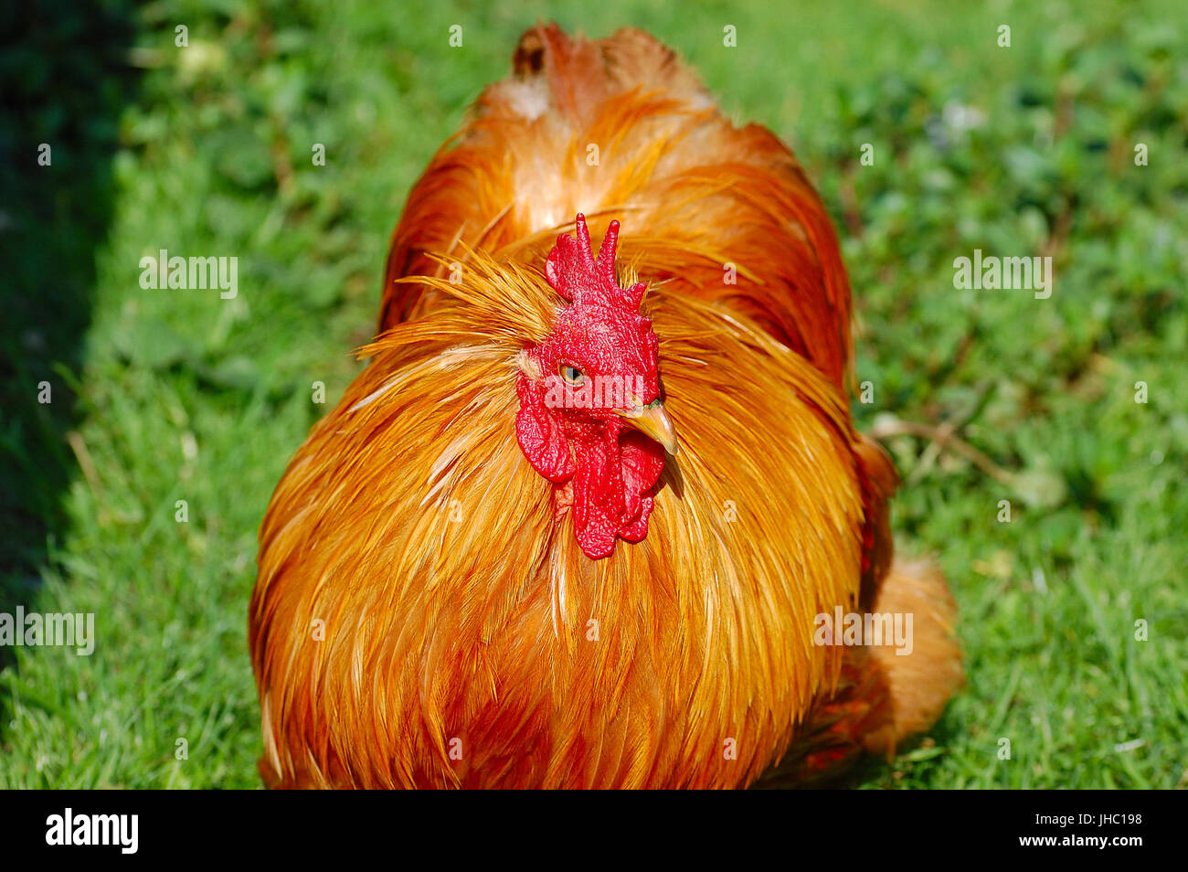Rooster in funny close up Stock Photo - Alamy
