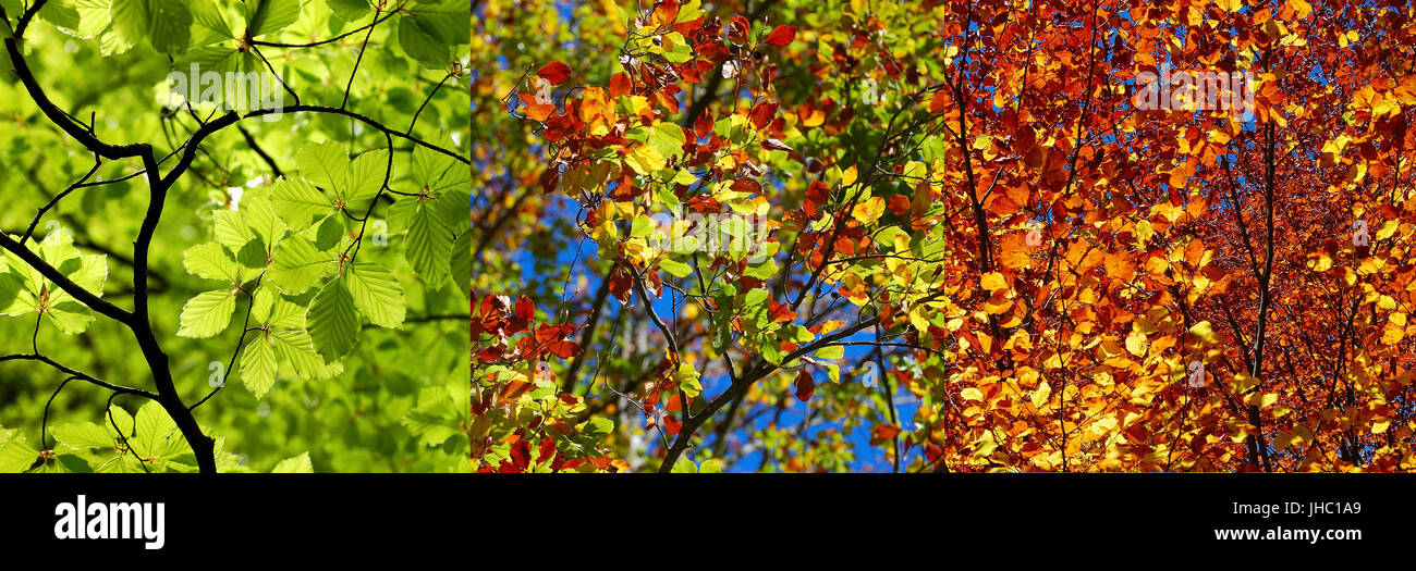 Four seasons forest hi-res stock photography and images - Alamy