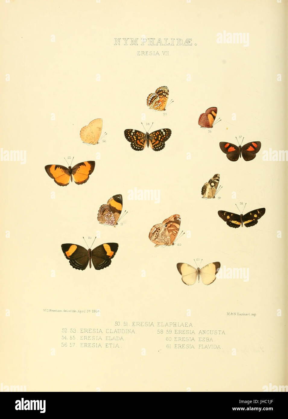 Species eresia hi-res stock photography and images - Alamy