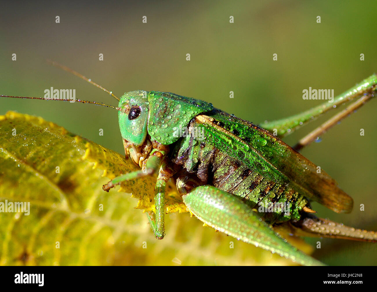 grasshopper close up Stock Photo - Alamy