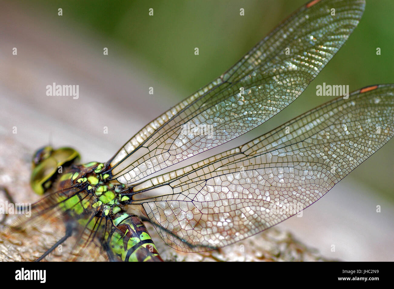 Dragonfly wings hi-res stock photography and images - Alamy