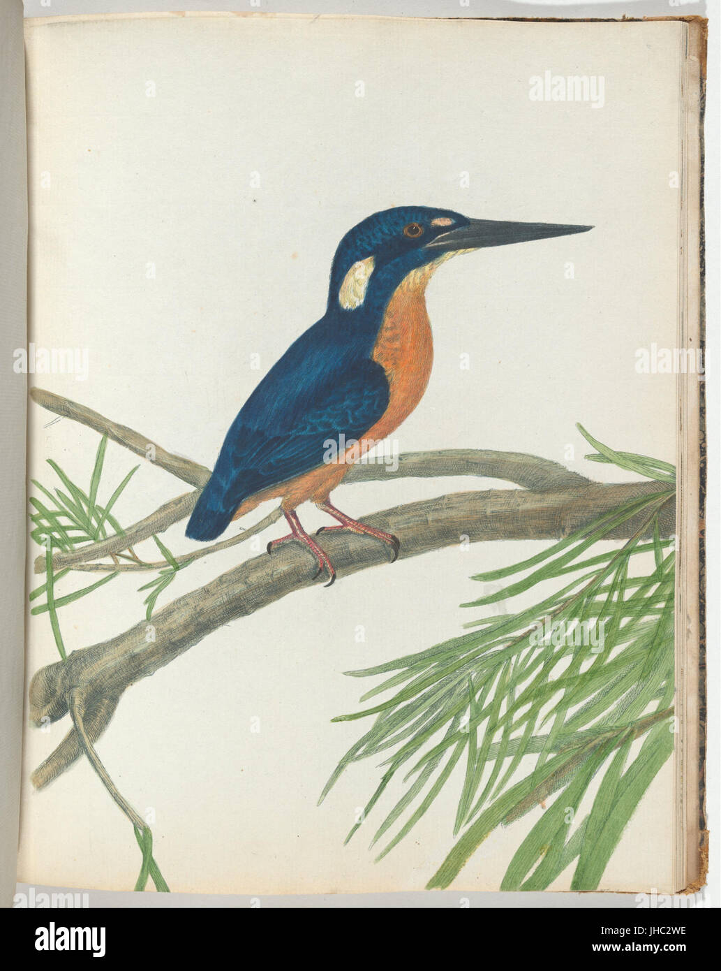 Museum Art Reproductions Three-toe Kingfisher by John William Lewin ...