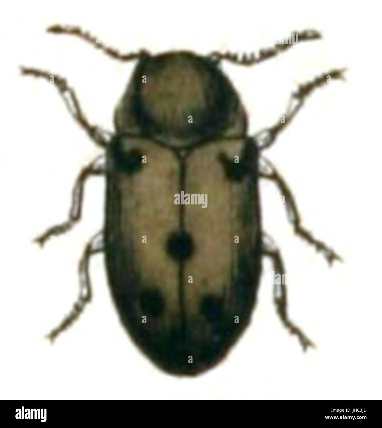 Lasioderma serricorne hi-res stock photography and images - Alamy