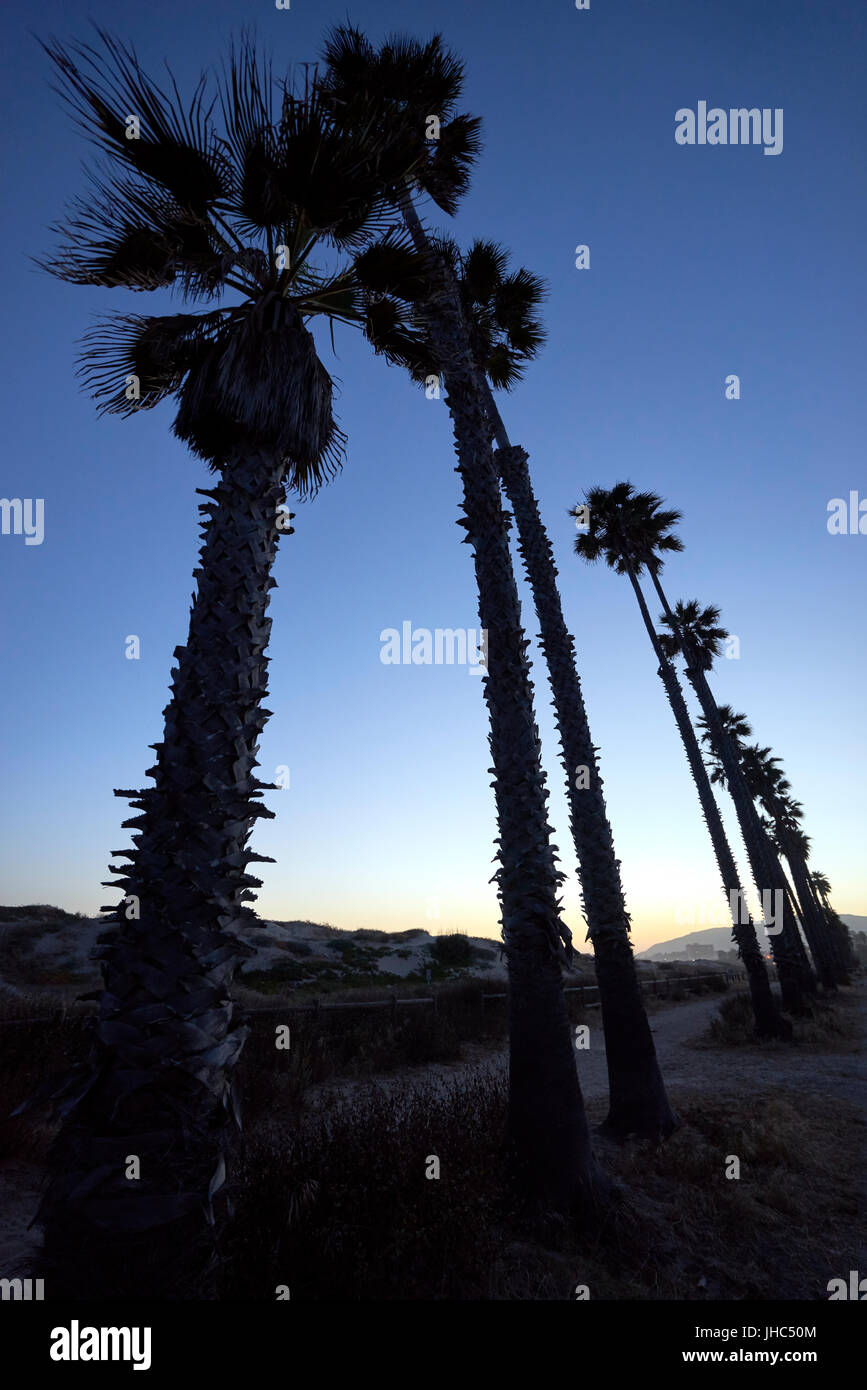 Tall palm trees along walking hi-res stock photography and images - Alamy