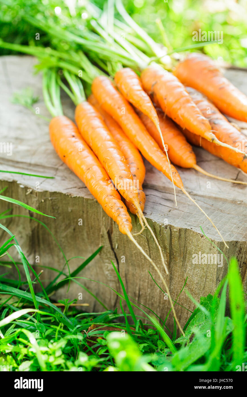 Fresh carrots from the garden, still life outdoor Stock Photo - Alamy