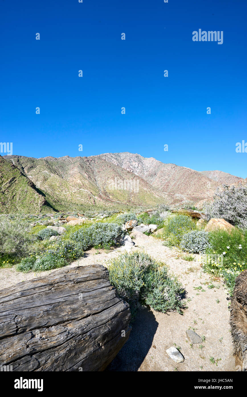 Trees and shrubs in desert hi-res stock photography and images - Alamy