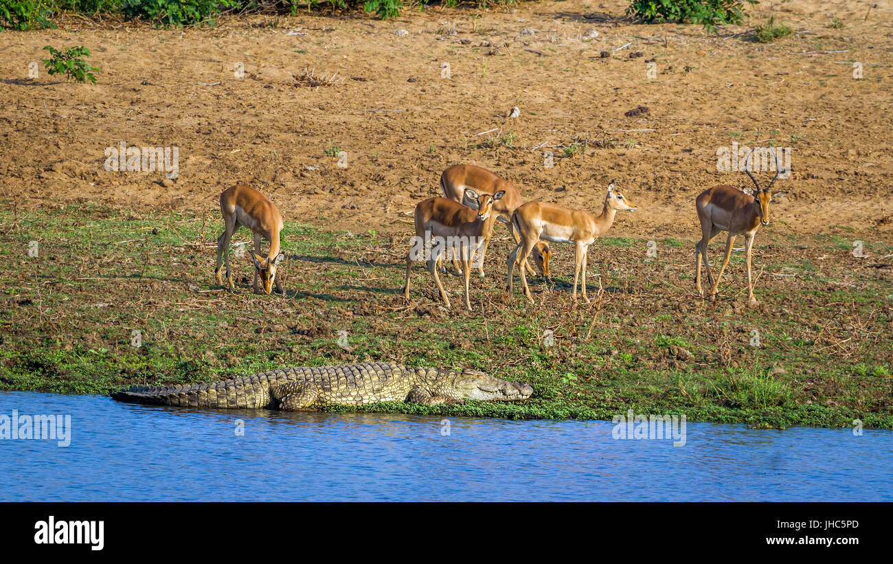 Nile crocodile and Impala in Kruger national park, South Africa ...