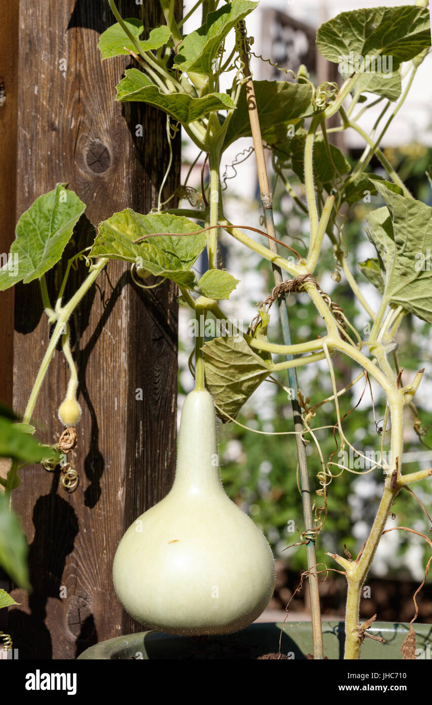 calabash, bottle gourds on a vine, Agriculture and nature concept Stock ...