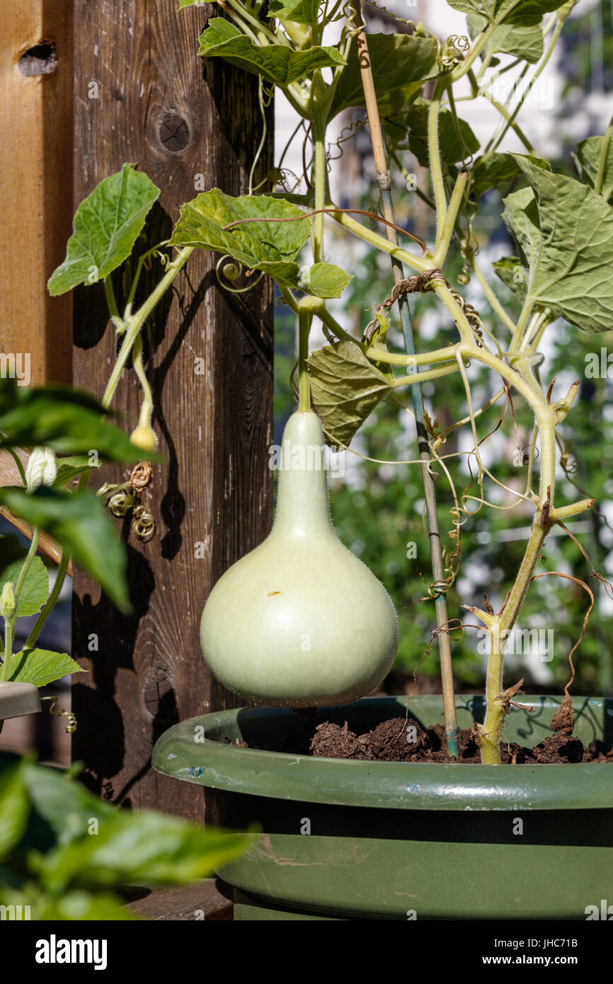 Calabash plant hi-res stock photography and images - Alamy