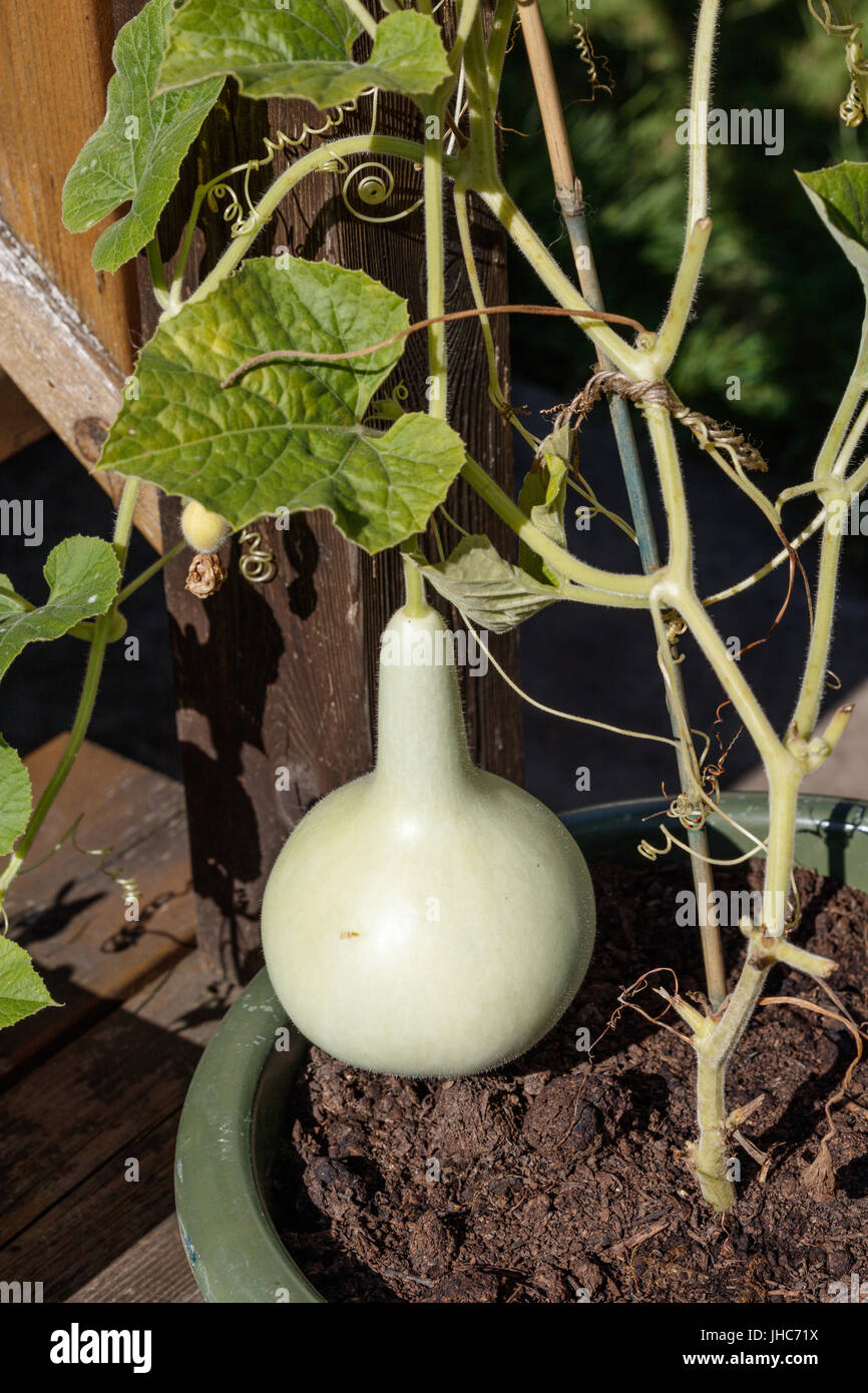 Calabash plant hi-res stock photography and images - Alamy