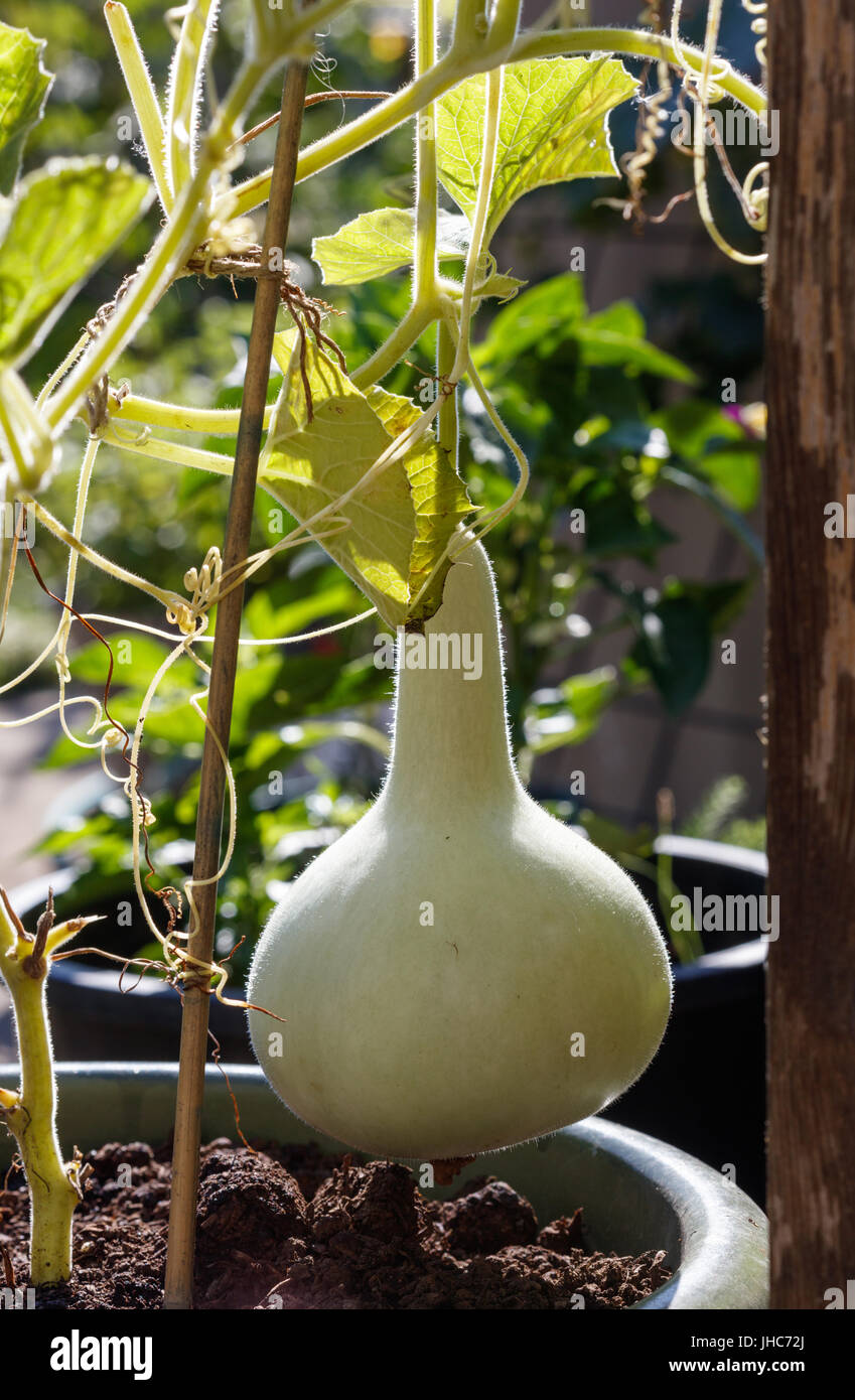 Calabash plant hi-res stock photography and images - Alamy