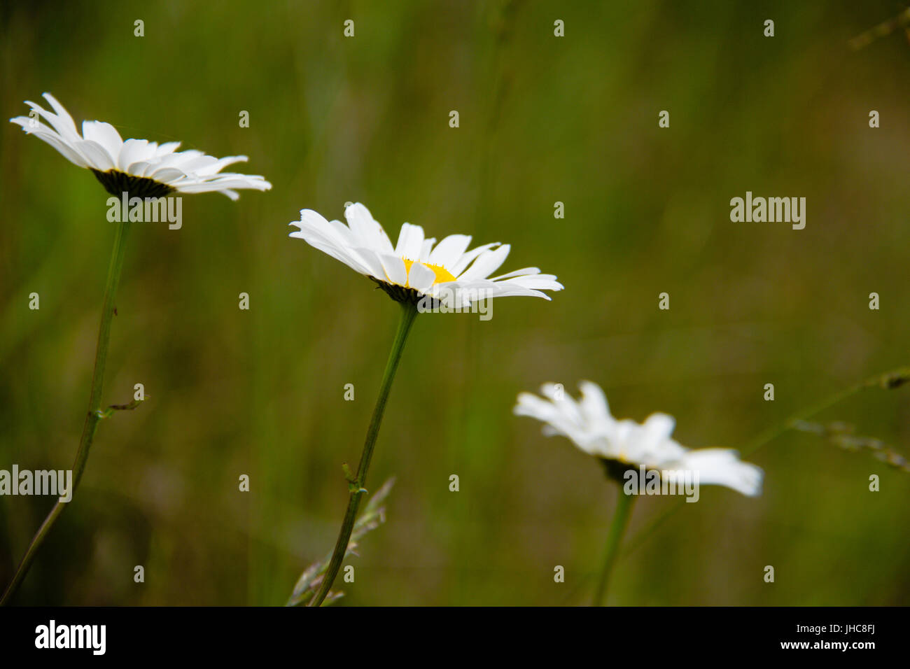 Triple flower hi-res stock photography and images - Alamy