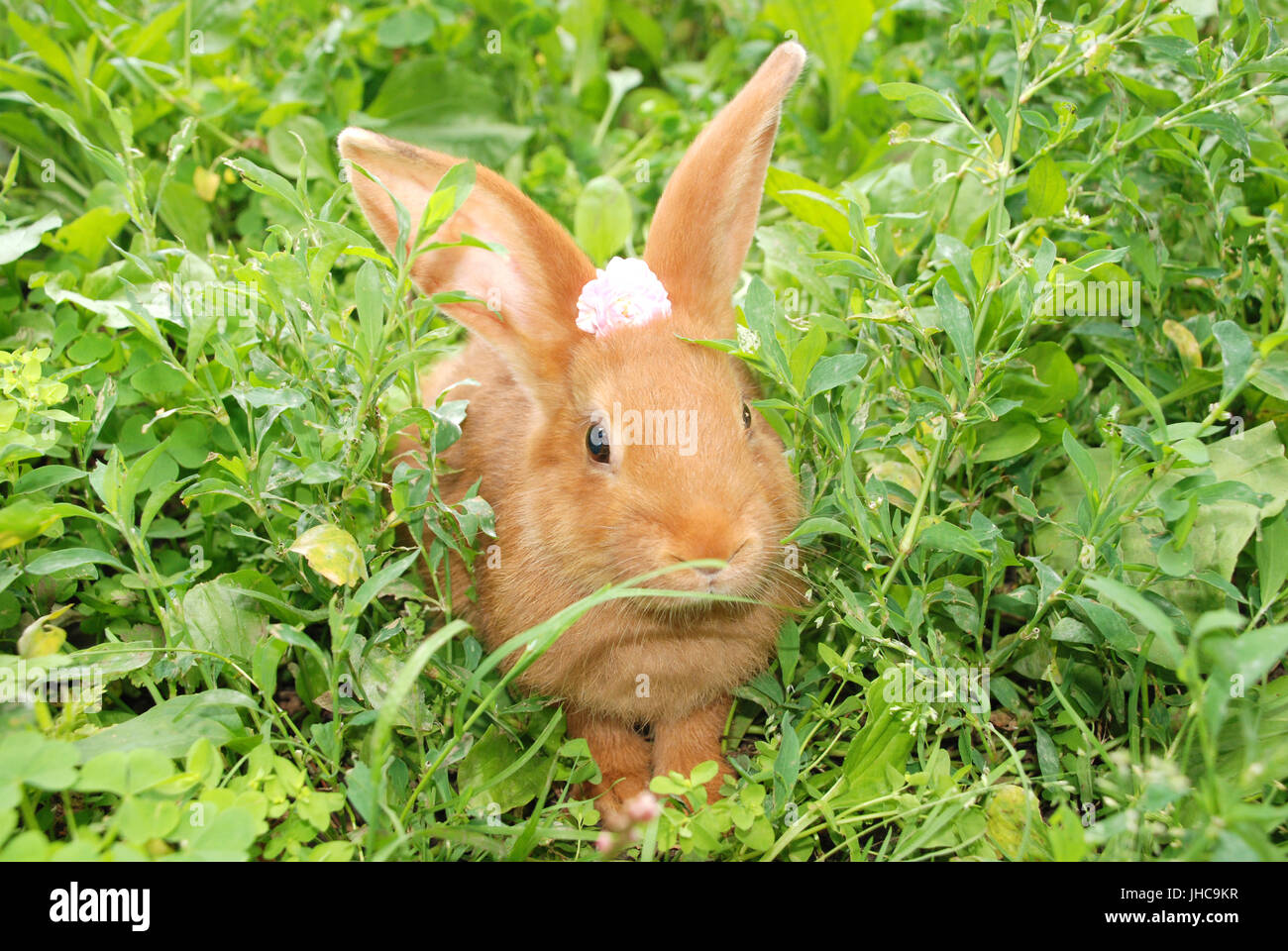 Little orange rabbit isolated on white background Stock Photo - Alamy