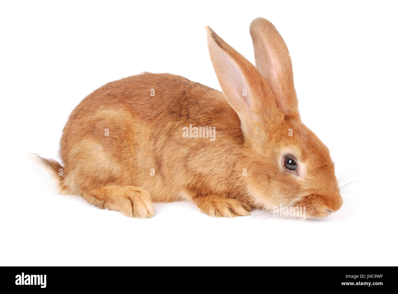 Little orange rabbit isolated on white background Stock Photo - Alamy