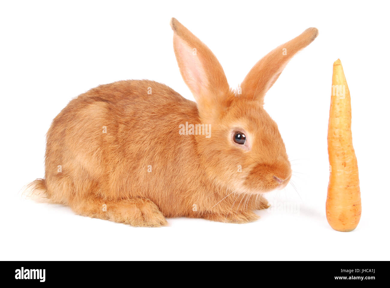 Little orange rabbit isolated on white background Stock Photo - Alamy