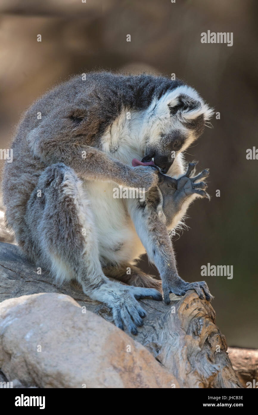 Primate so have prehensile hands hi-res stock photography and images ...