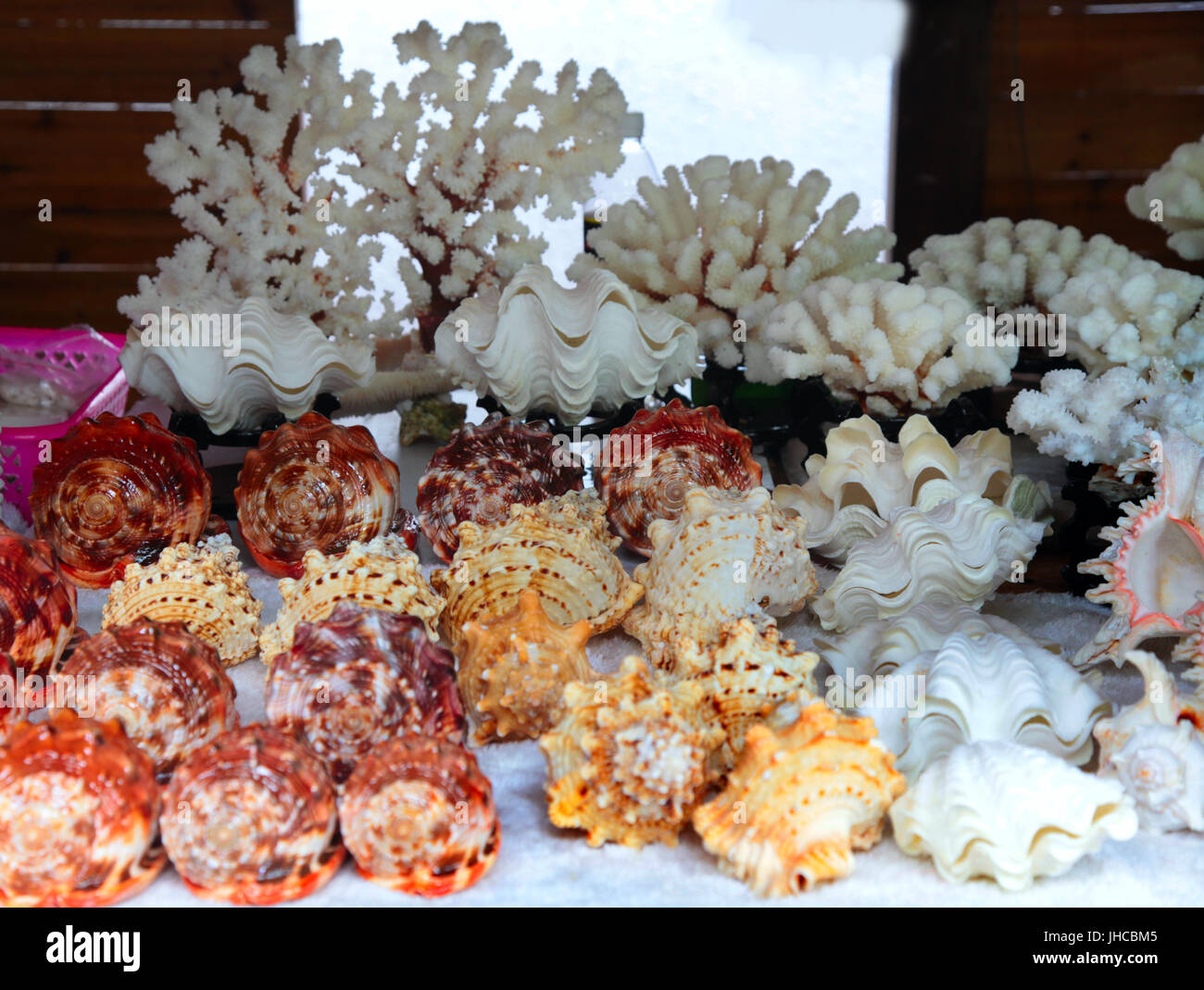 Seashell souvenir hand-made in a showcase Stock Photo - Alamy