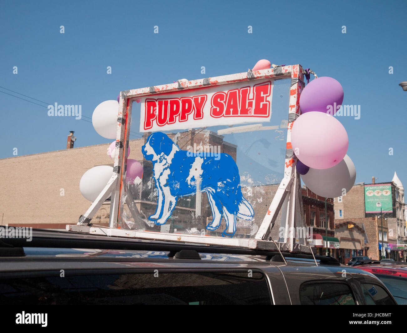 Puppy for sale hi-res stock photography and images - Alamy