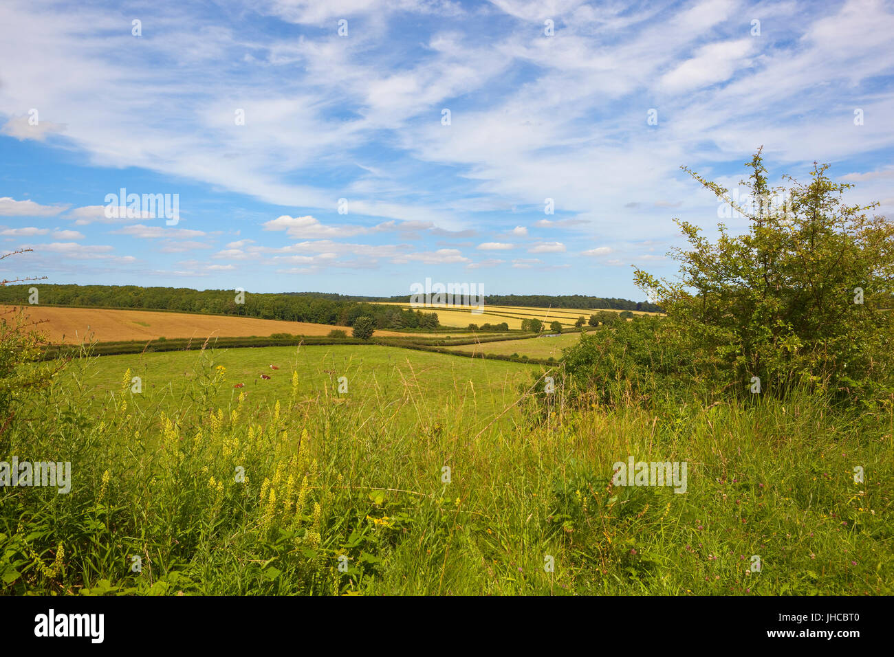 a traditional english landscape with wildflowers and patchwork fields ...