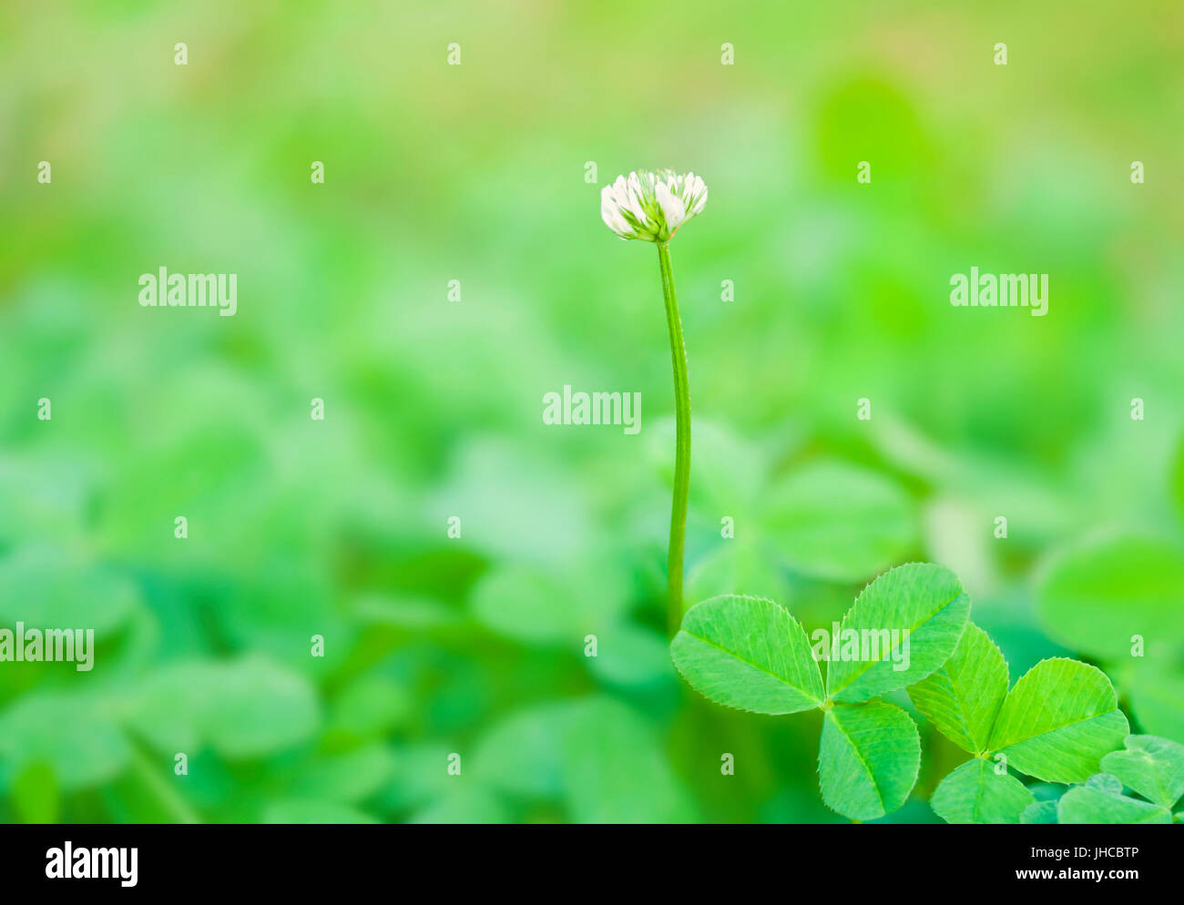 Stand alone life hi-res stock photography and images - Alamy