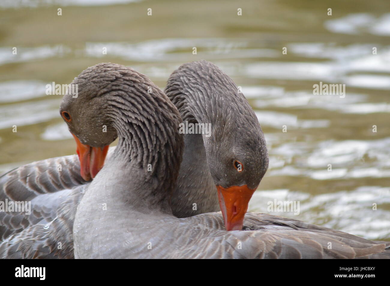 Grey geese hi-res stock photography and images - Alamy