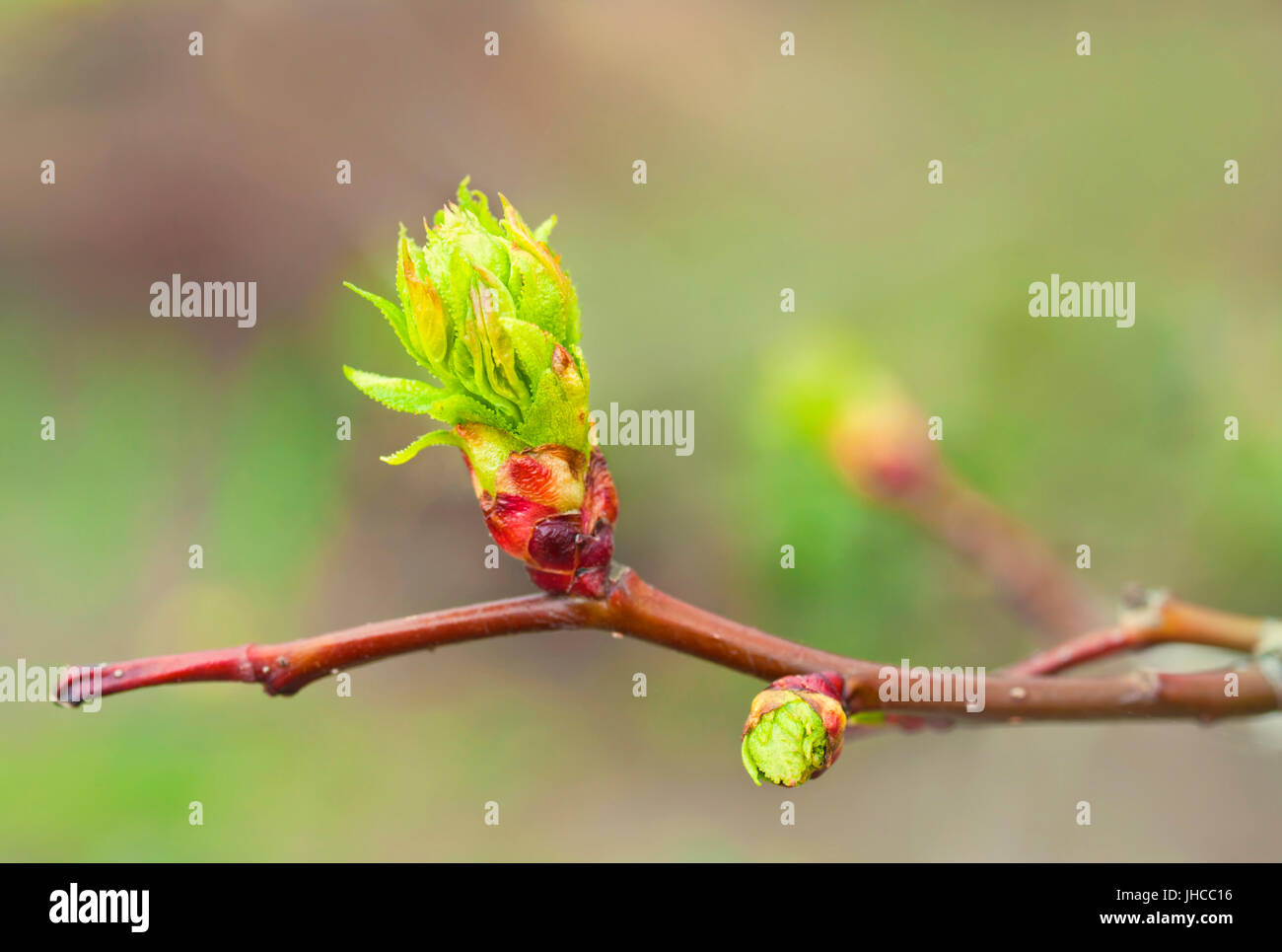 small thin tree branch bud breaking in spring forest on blurred ...