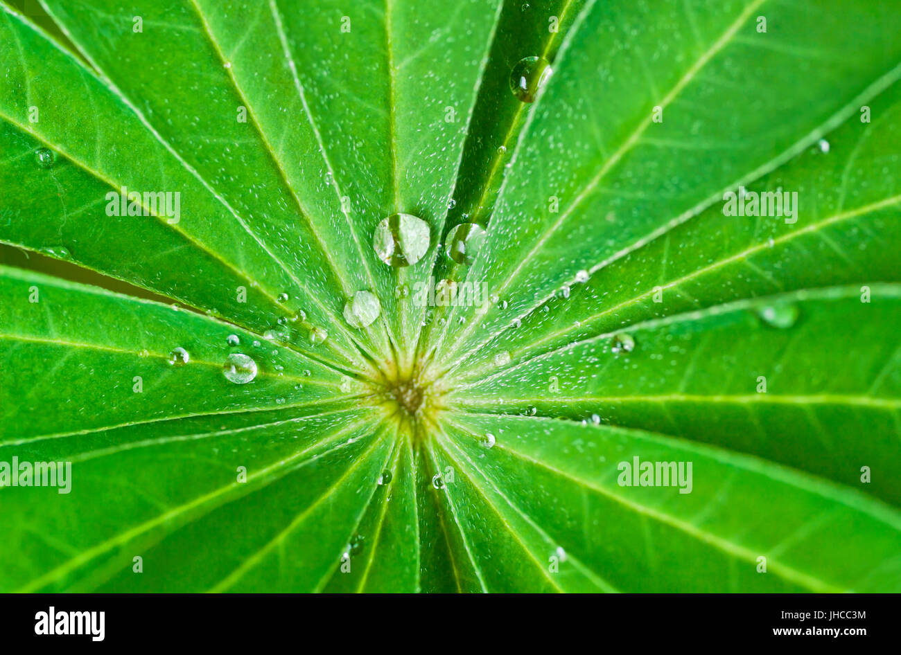 Lupin leaf hi-res stock photography and images - Alamy