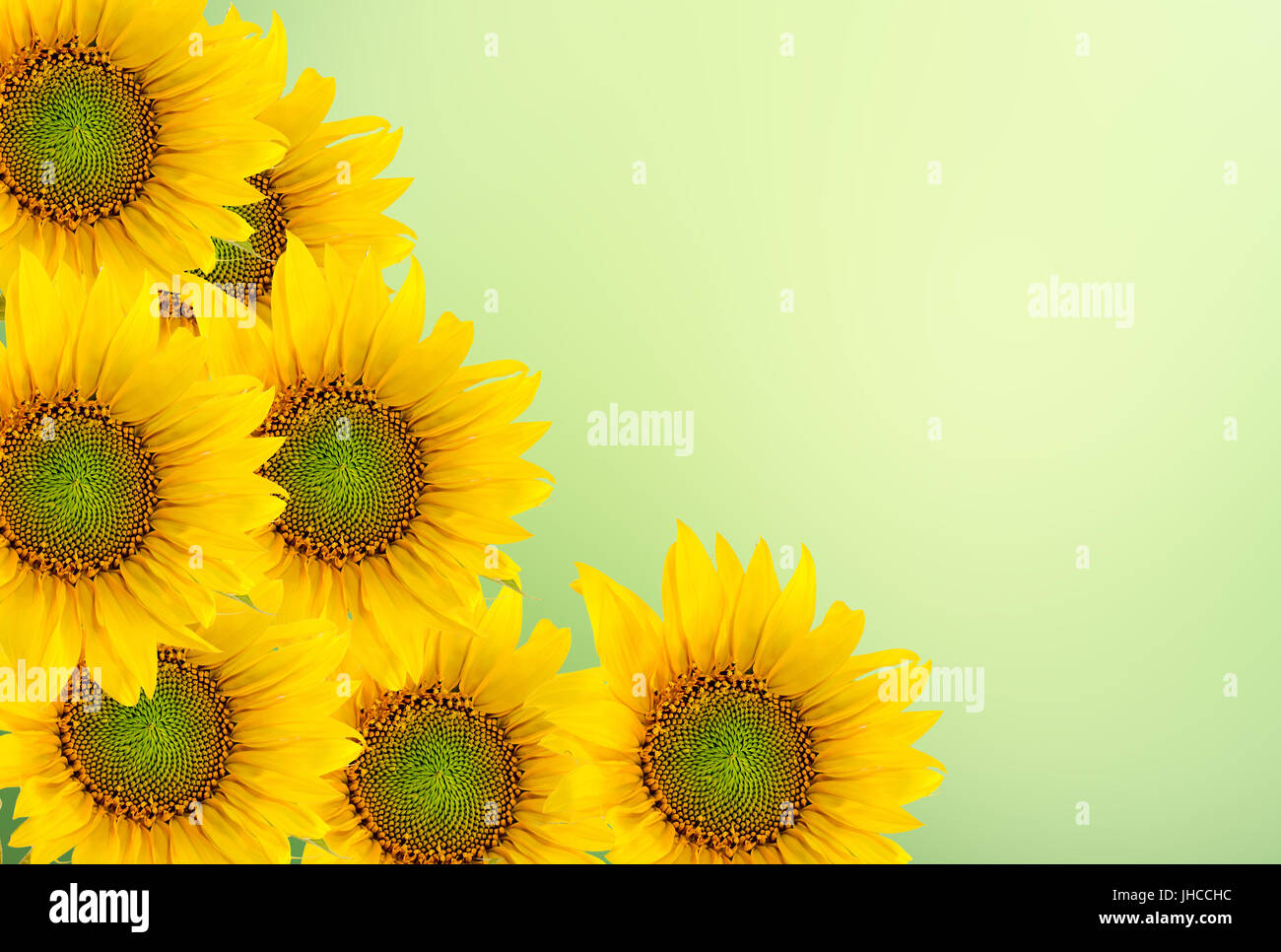 Yellow sunflowers, close up, isolated, green gradient background Stock ...