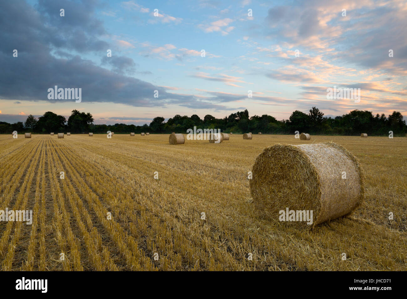 Golden hay field hi-res stock photography and images - Alamy