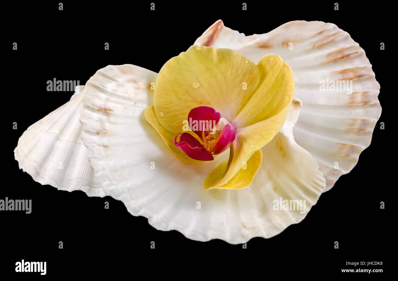 Colored orchid flowers and sea shells, isolated, cutout, Orhideea ...