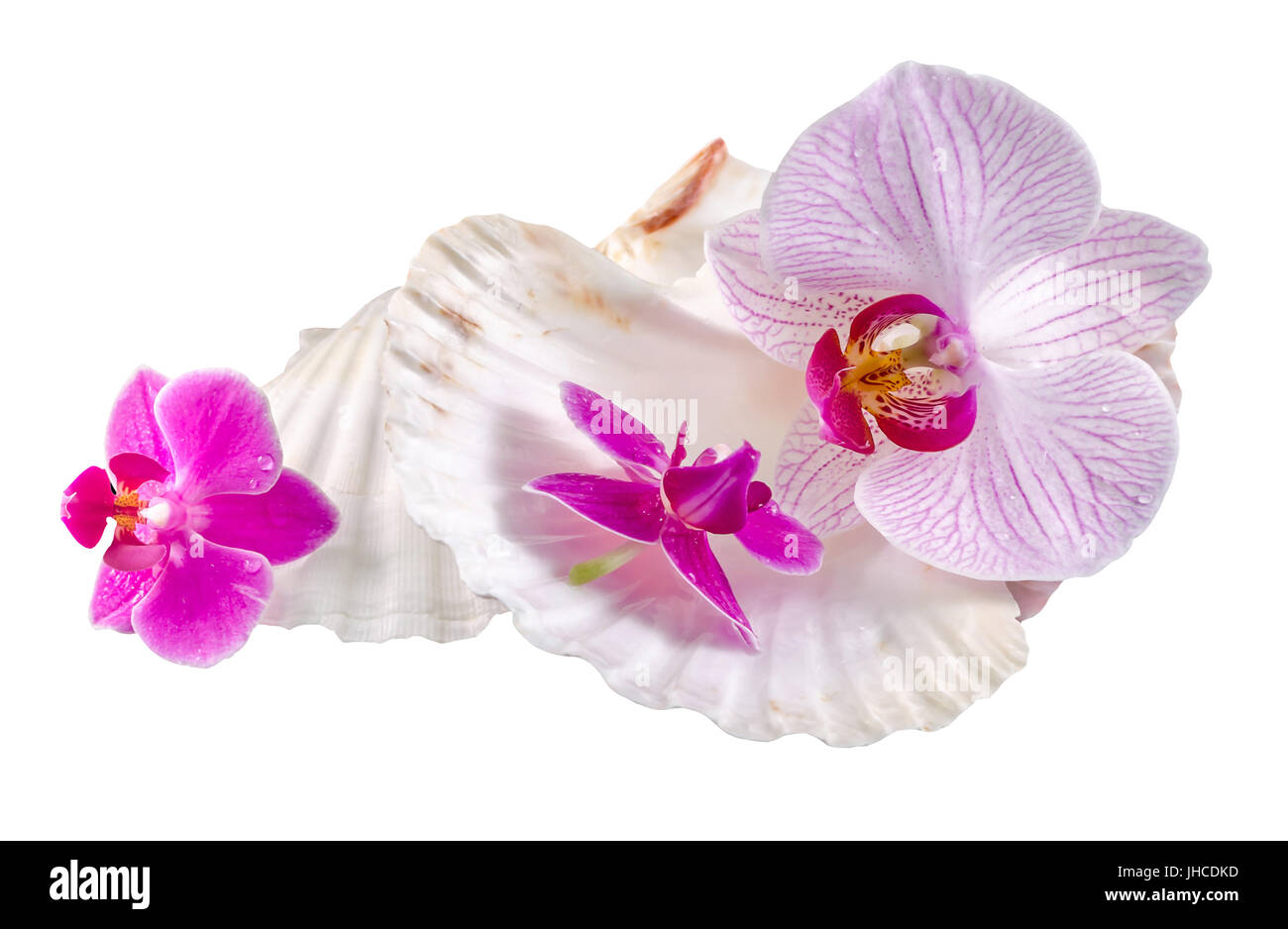 Colored orchid flowers and sea shells, isolated, cutout, Orhideea ...