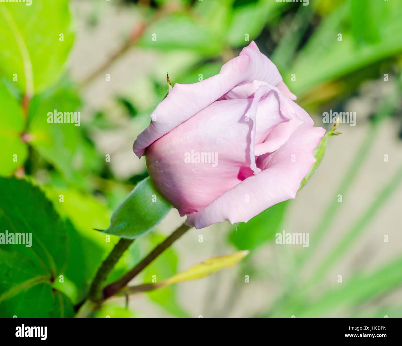 Mauve roses flower bush, branch in the garden, close up Stock Photo - Alamy