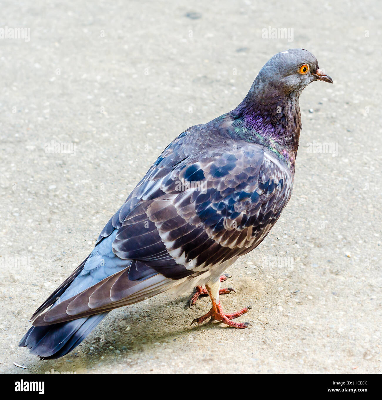 Colored pigeon with red eyes, close up, isolated Stock Photo - Alamy