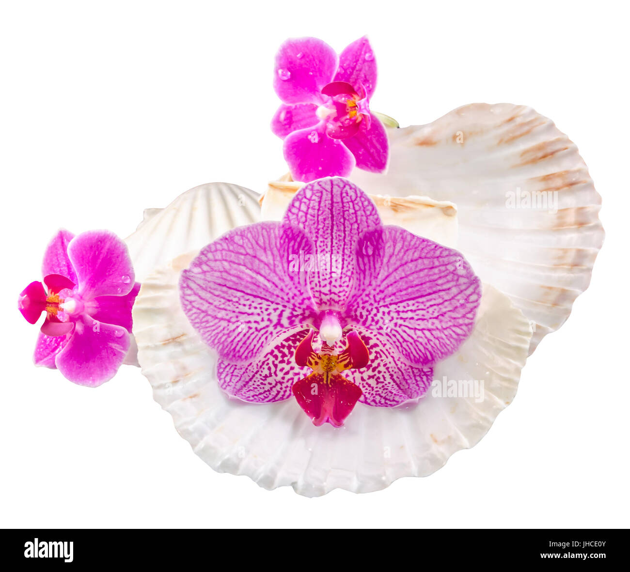 Pink orchid flowers and sea shells, isolated, cutout, Orhideea ...