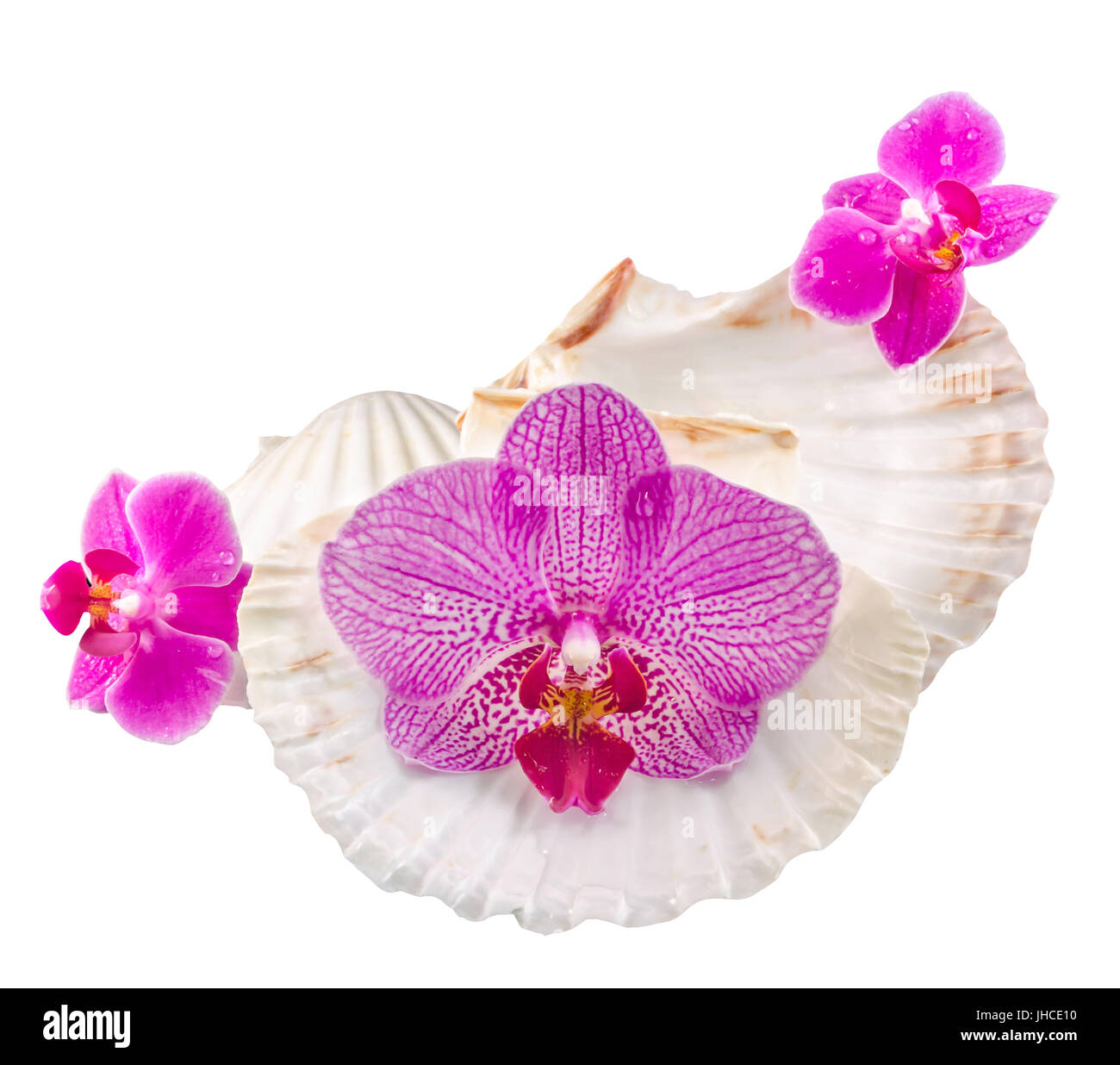 Pink orchid flowers and sea shells, isolated, cutout, Orhideea ...
