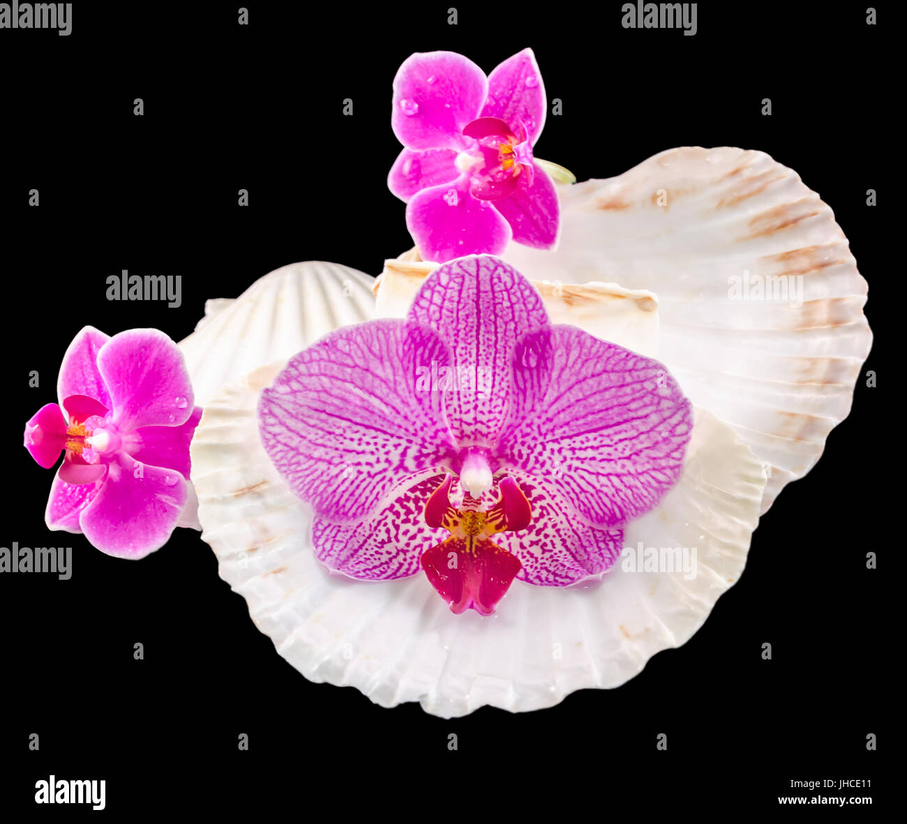 Pink orchid flowers and sea shells, isolated, cutout, Orhideea ...
