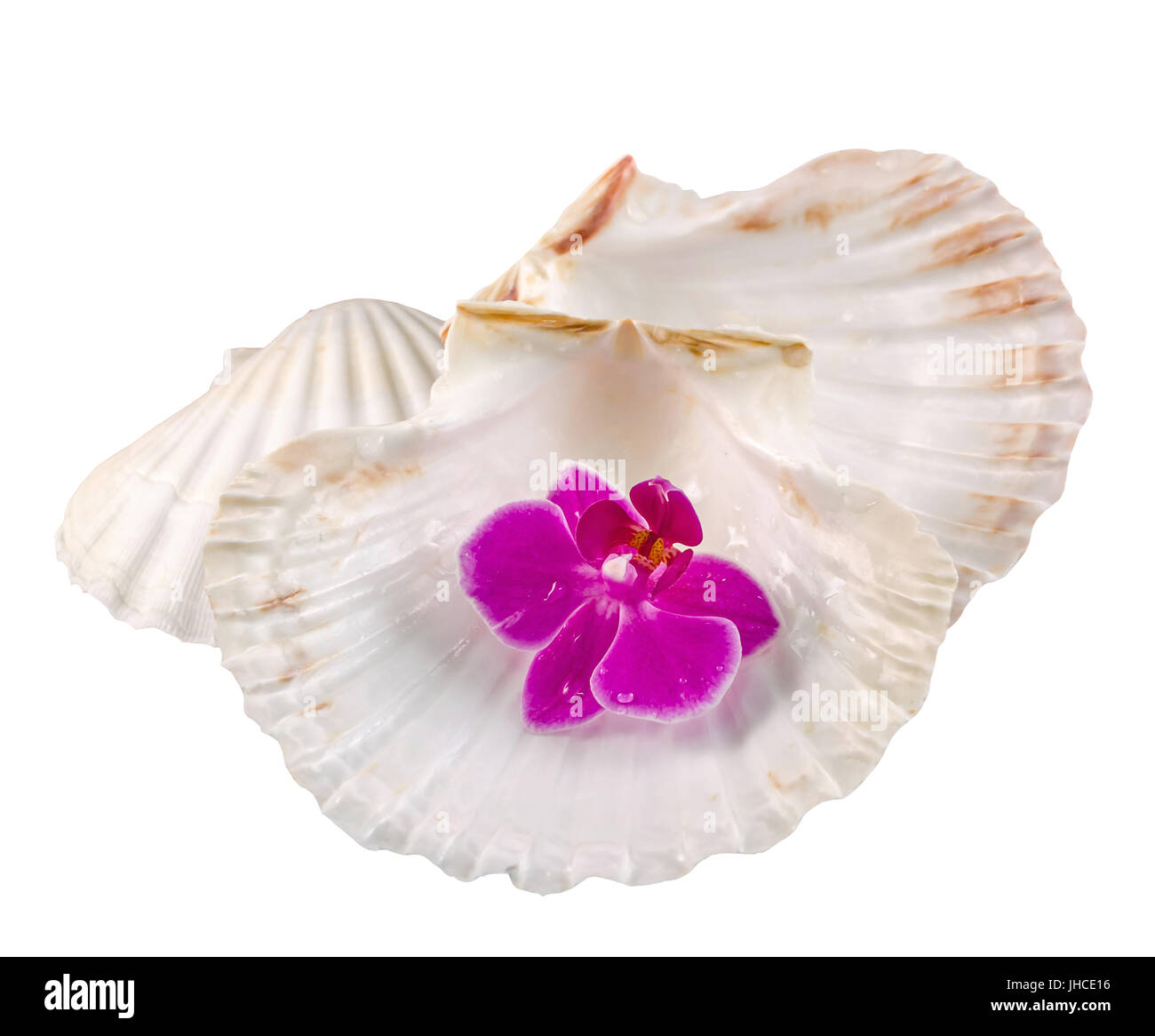 Pink orchid flowers and sea shells, isolated, cutout, Orhideea ...