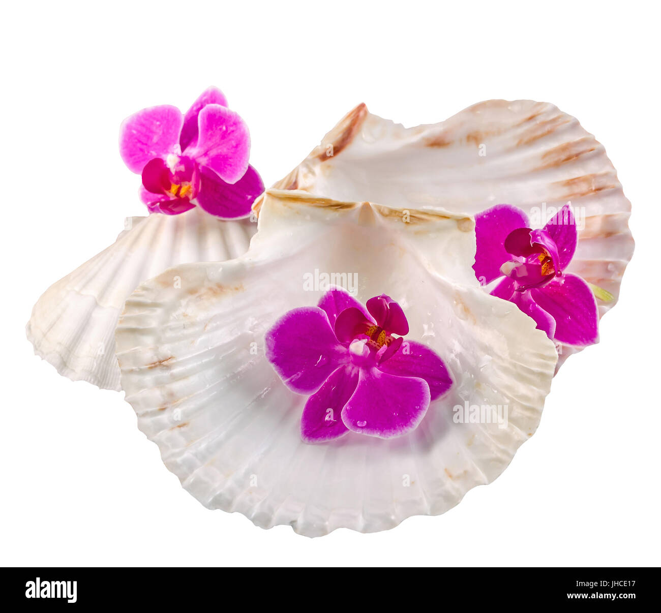 Pink orchid flowers and sea shells, isolated, cutout, Orhideea ...