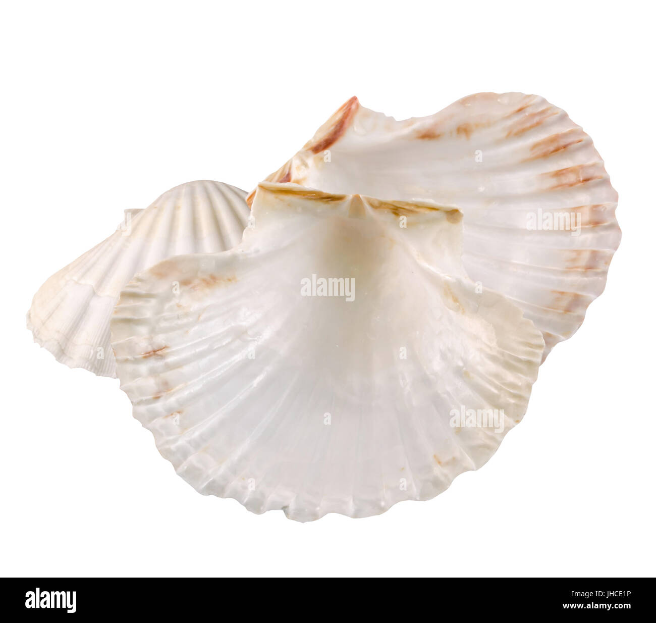 White sea shells, isolated cutout, white background Stock Photo - Alamy