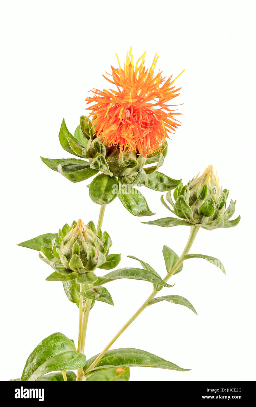 Safflowers hi-res stock photography and images - Alamy