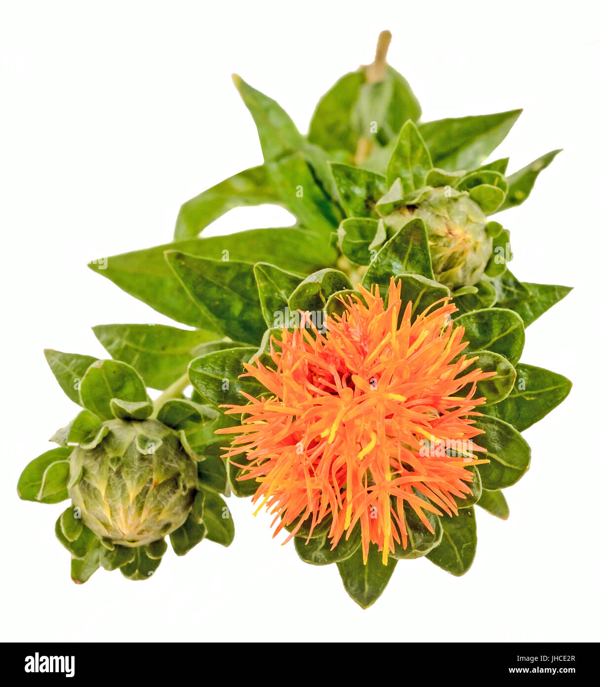 Safflowers hi-res stock photography and images - Alamy