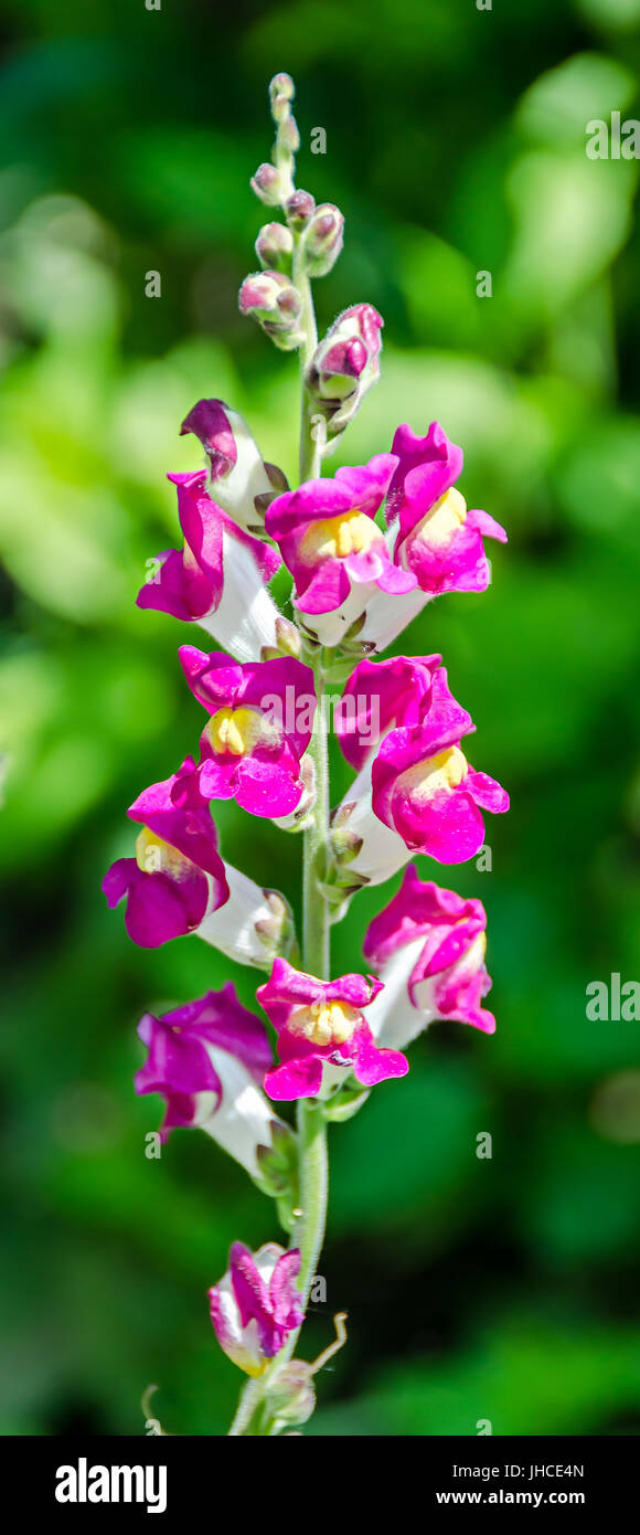 Purple snapdragon flower in the garden, close up. In Romania ...
