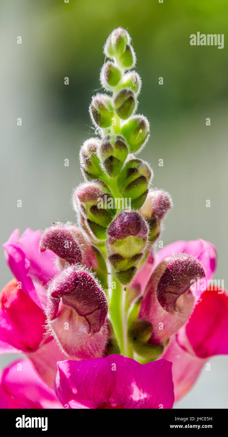 Purple snapdragon flower in the garden, close up. In Romania ...