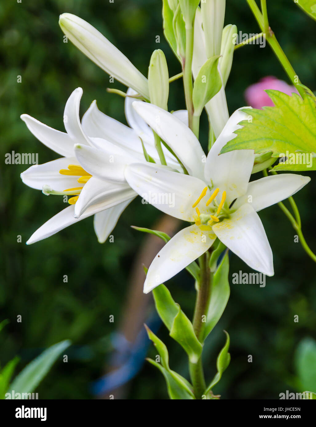 White Lilium flower (members of which are true lilies), close up Stock ...