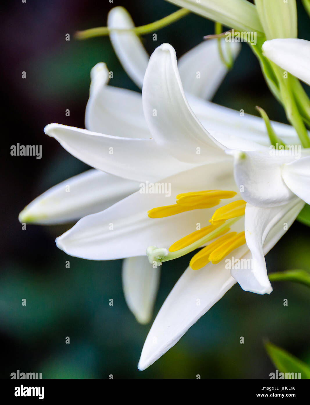 White Lilium flower (members of which are true lilies), close up Stock ...